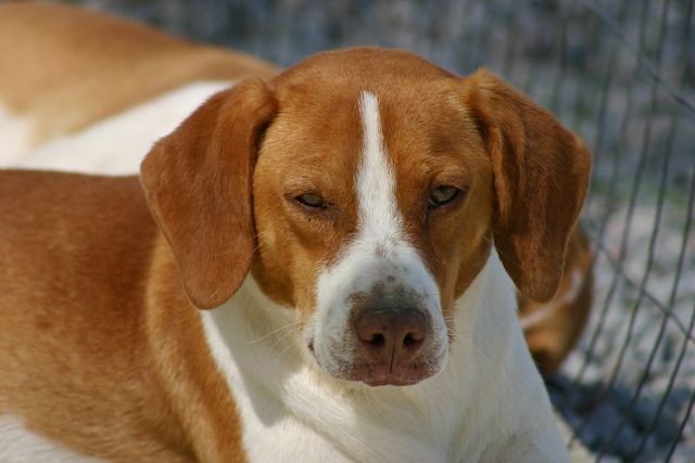 Pet of the Week: ELMO - The Sumter Item