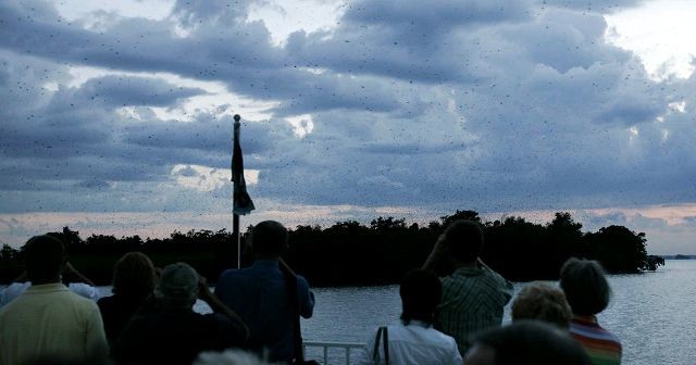 Summer invaders flock to Lake Murray - The Sumter Item