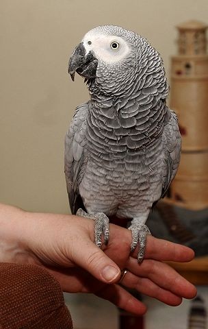 Parrot, owner to part ways - The Sumter Item