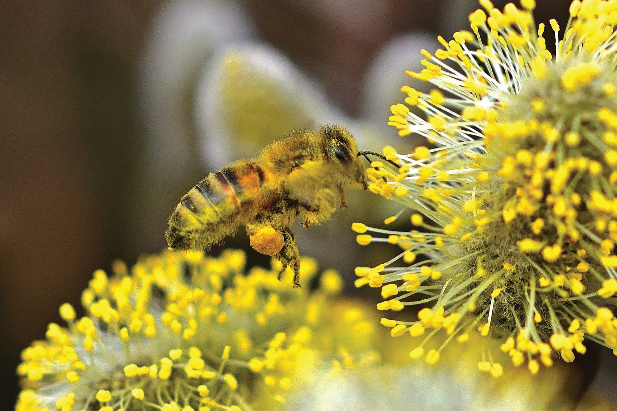 Welcome to allergy season. Here's how to protect yourself - The Sumter Item