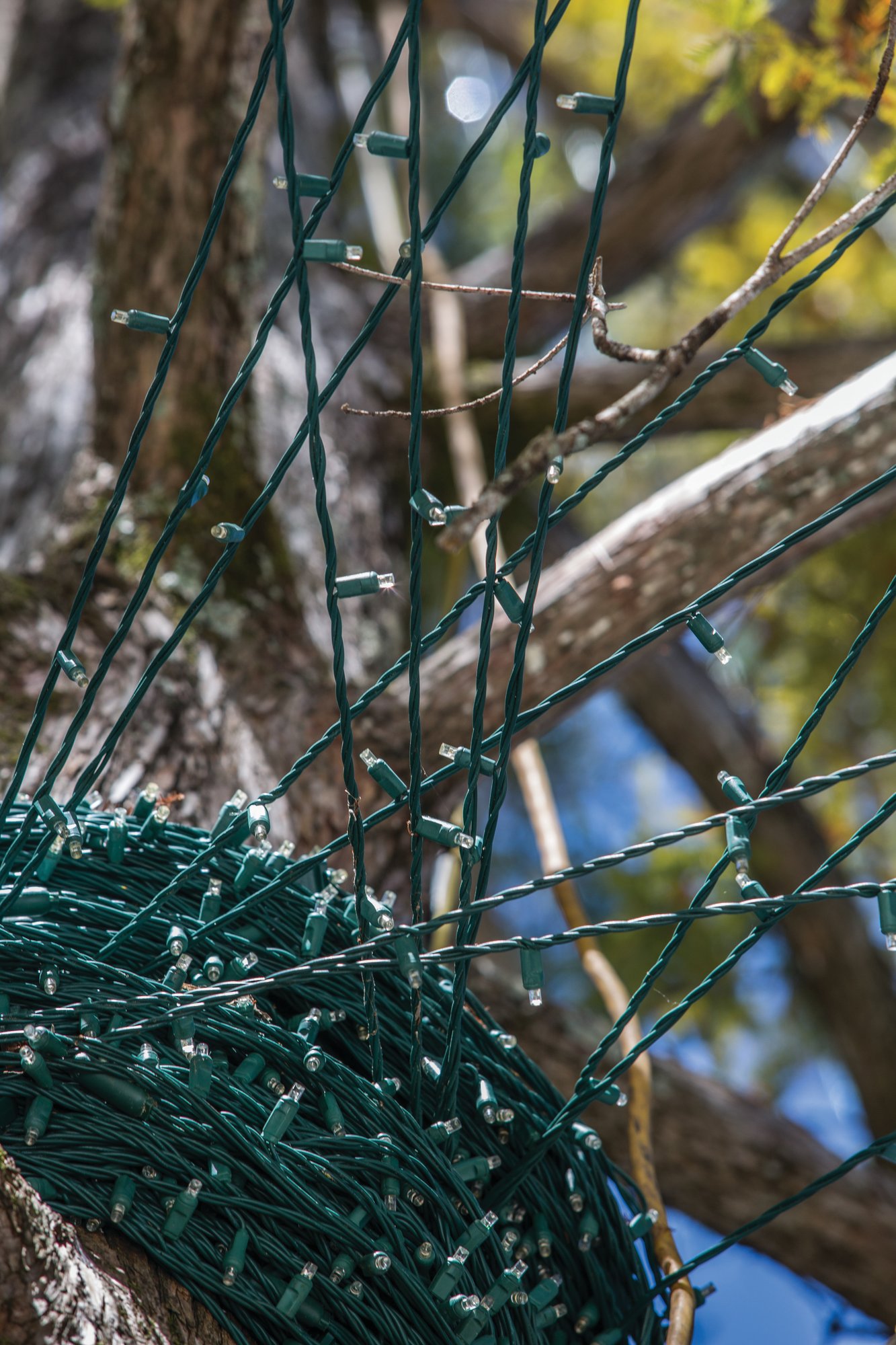Sumter city crews begin installing Christmas lights at Swan Lake ahead ...