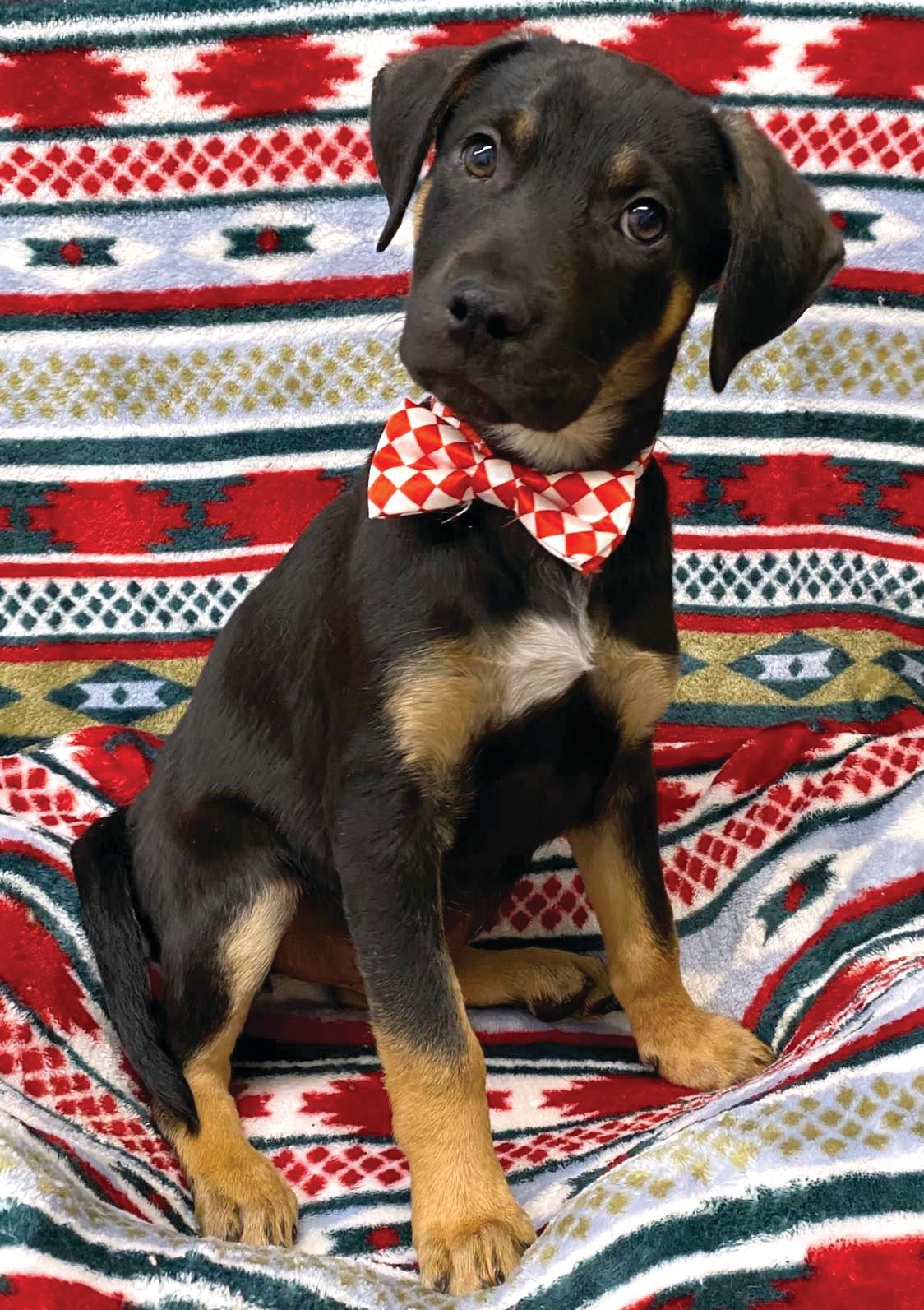 Sumter SPCA's Rudolph loves to run, play and romp - The Sumter Item