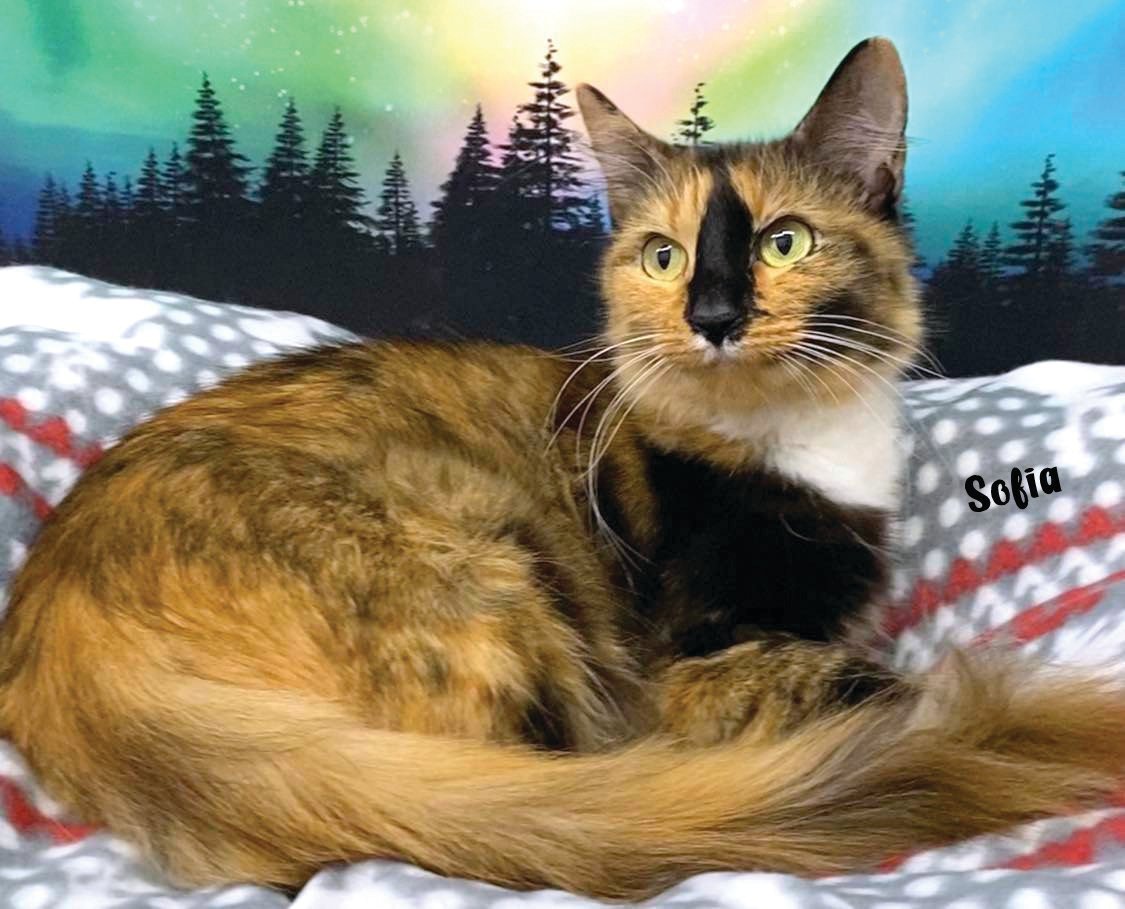 Sumter SPCA's Sofia is super sweet, gentle - The Sumter Item