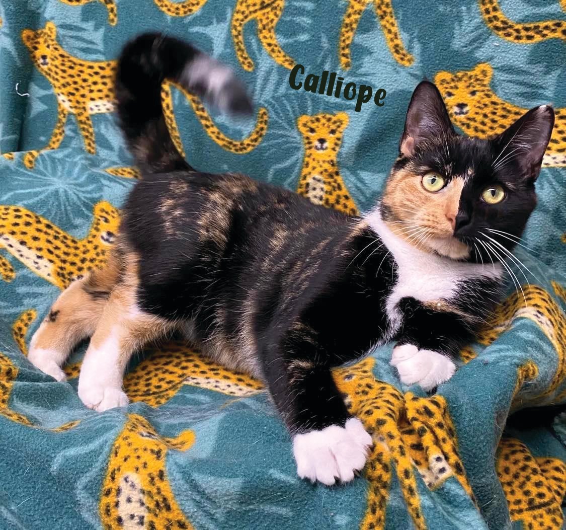 Sumter SPCA's Calliope is no ordinary-looking cat - The Sumter Item