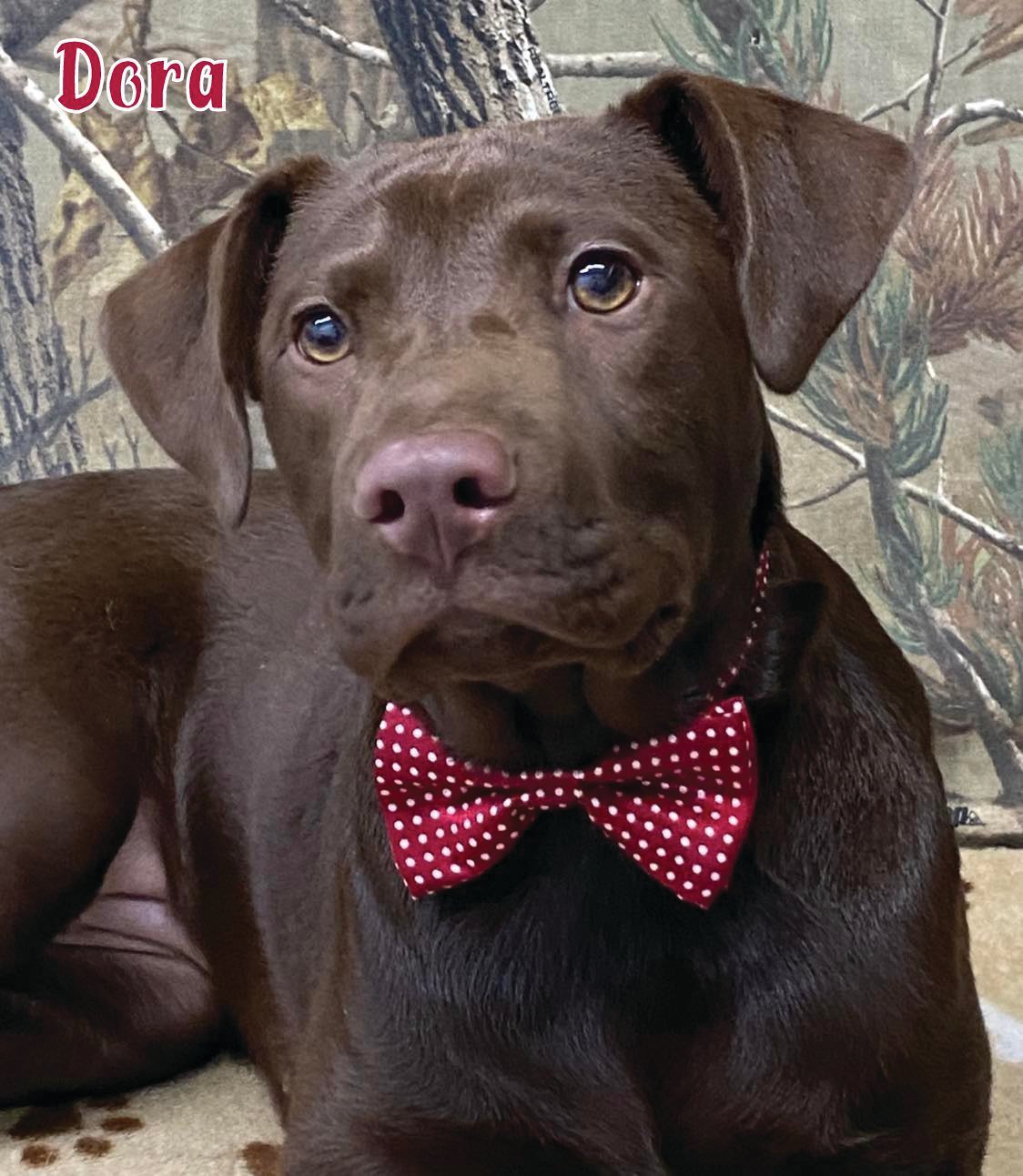 Sumter SPCA's Dora would be great in a home with active kids - The ...