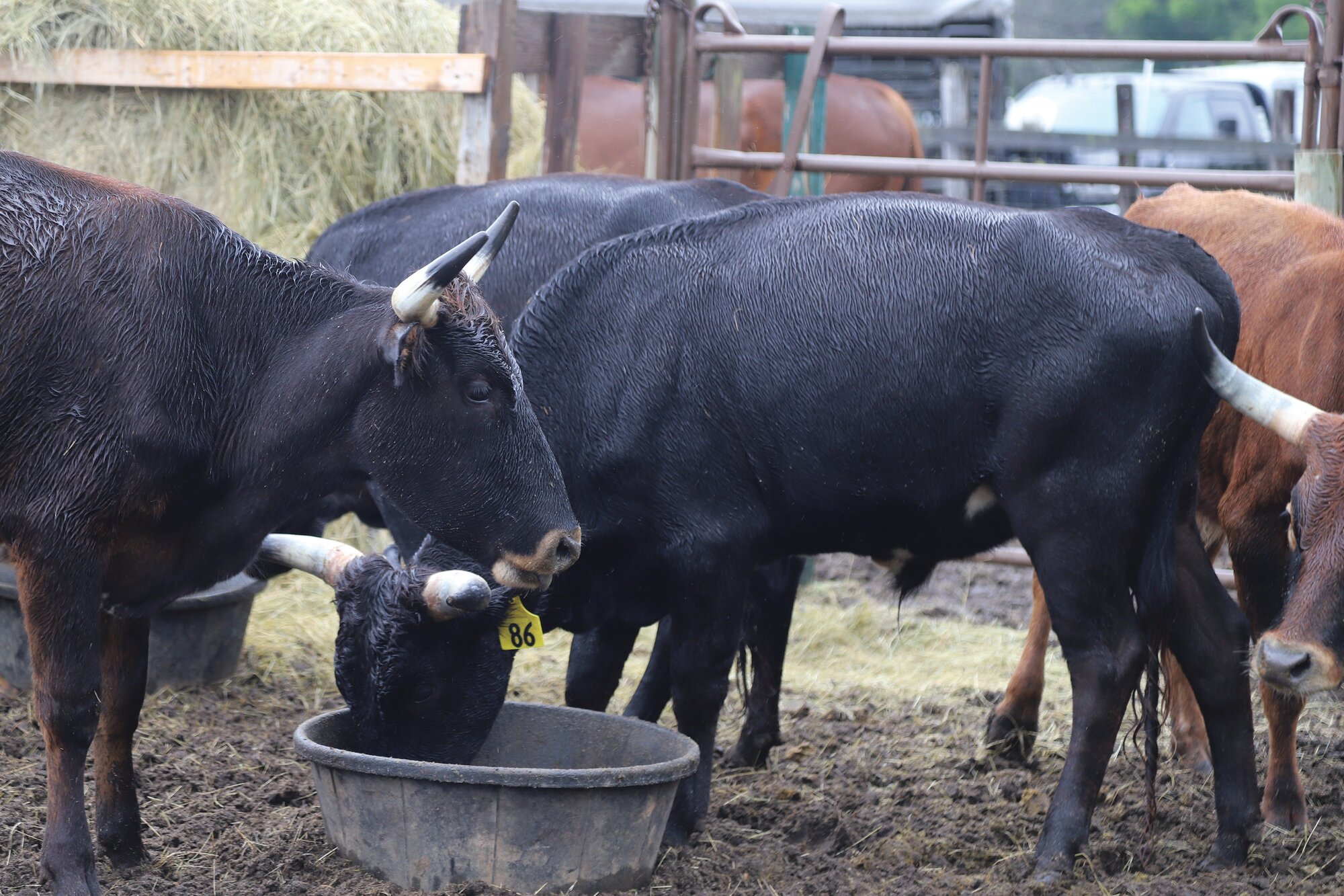 PHOTOS: Cowboys embrace wet conditions at 26th-annual Black Cowboy ...