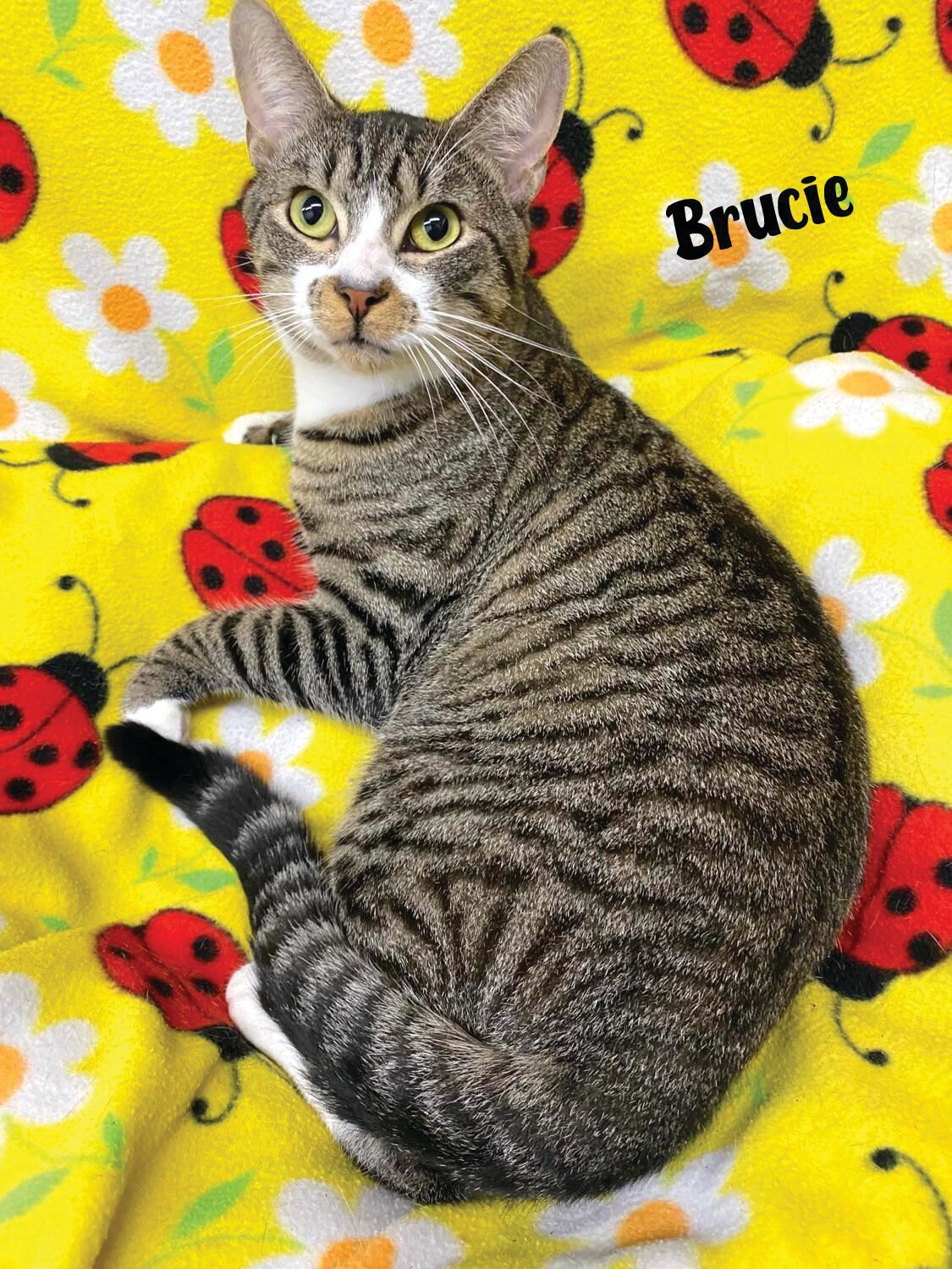 Sumter SPCA's Brucie is active, loves to explore - The Sumter Item