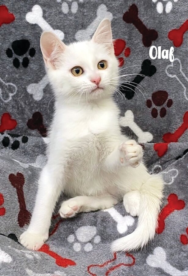 Sumter SPCA's Olaf is a playful and silly cat - The Sumter Item