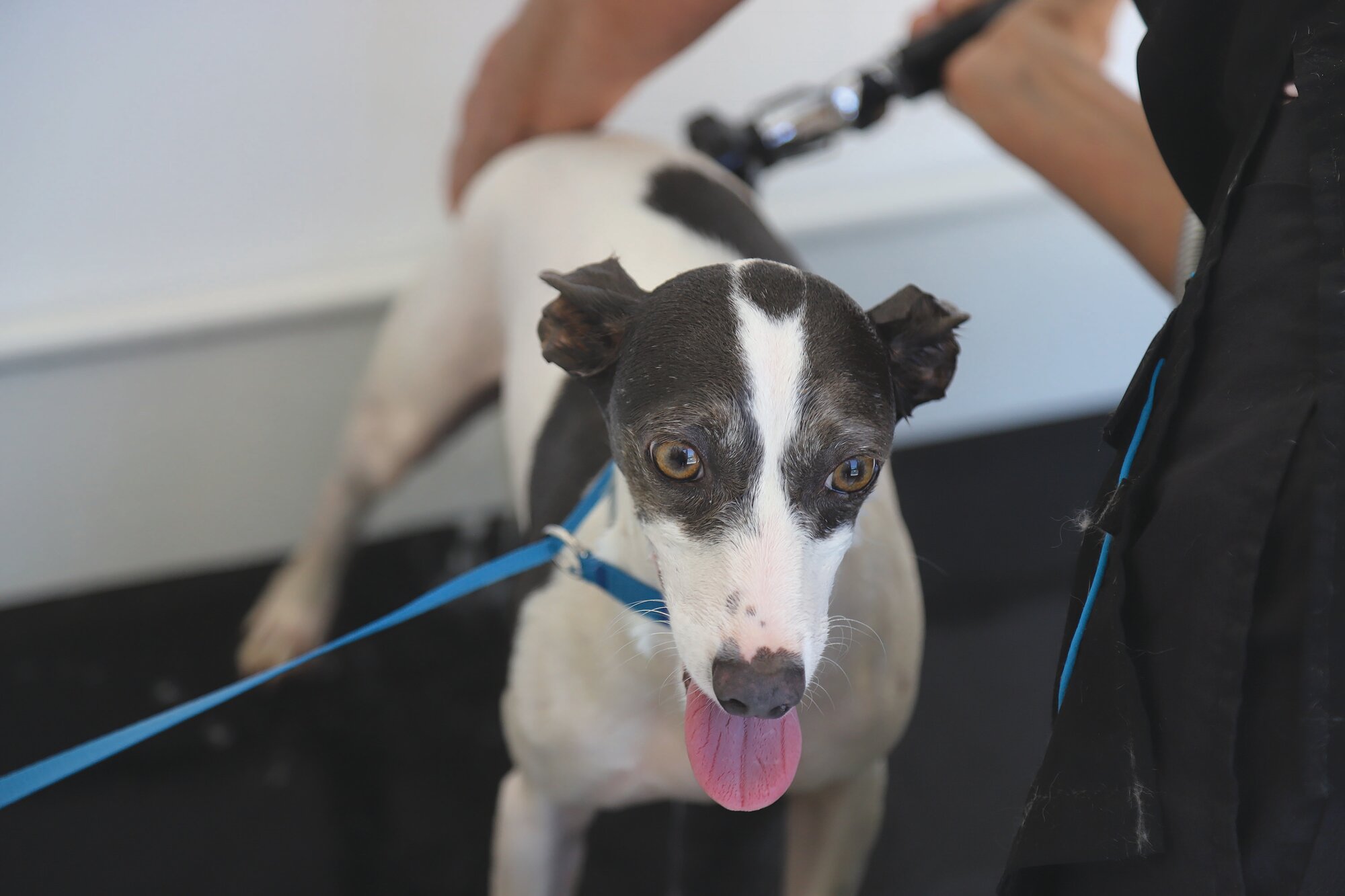 Sumter SPCA's new self-service dog wash station gets 2 paws up - The ...