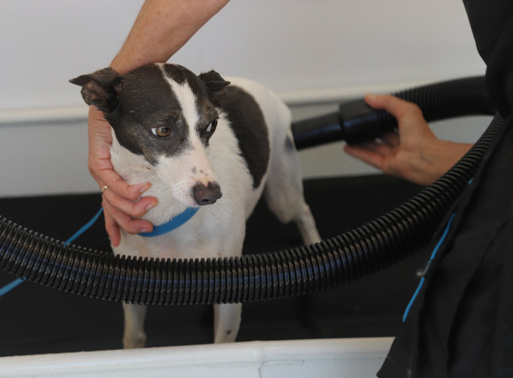 Sumter SPCA's new self-service dog wash station gets 2 paws up - The ...