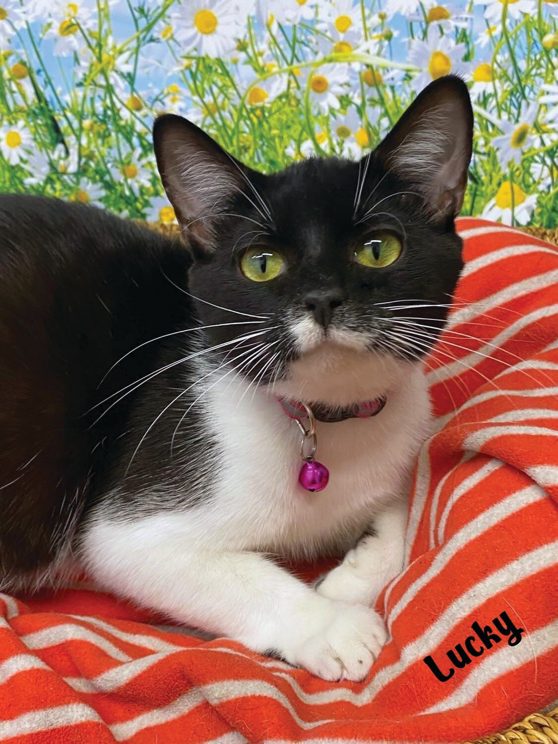 Sumter SPCA's Lucky is great with other cats and children - The Sumter Item