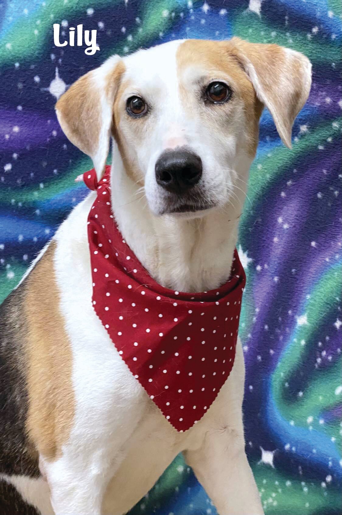 Sumter SPCA's Lily is a sweet girl with a calm, loving nature - The ...