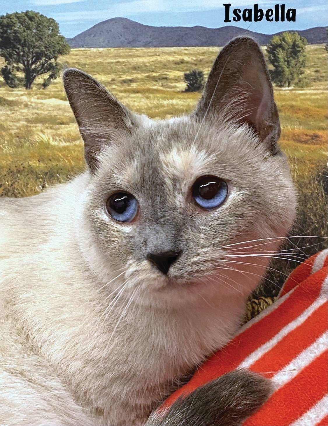 Sumter SPCA's Isabella is a beautiful and sweet girl - The Sumter Item