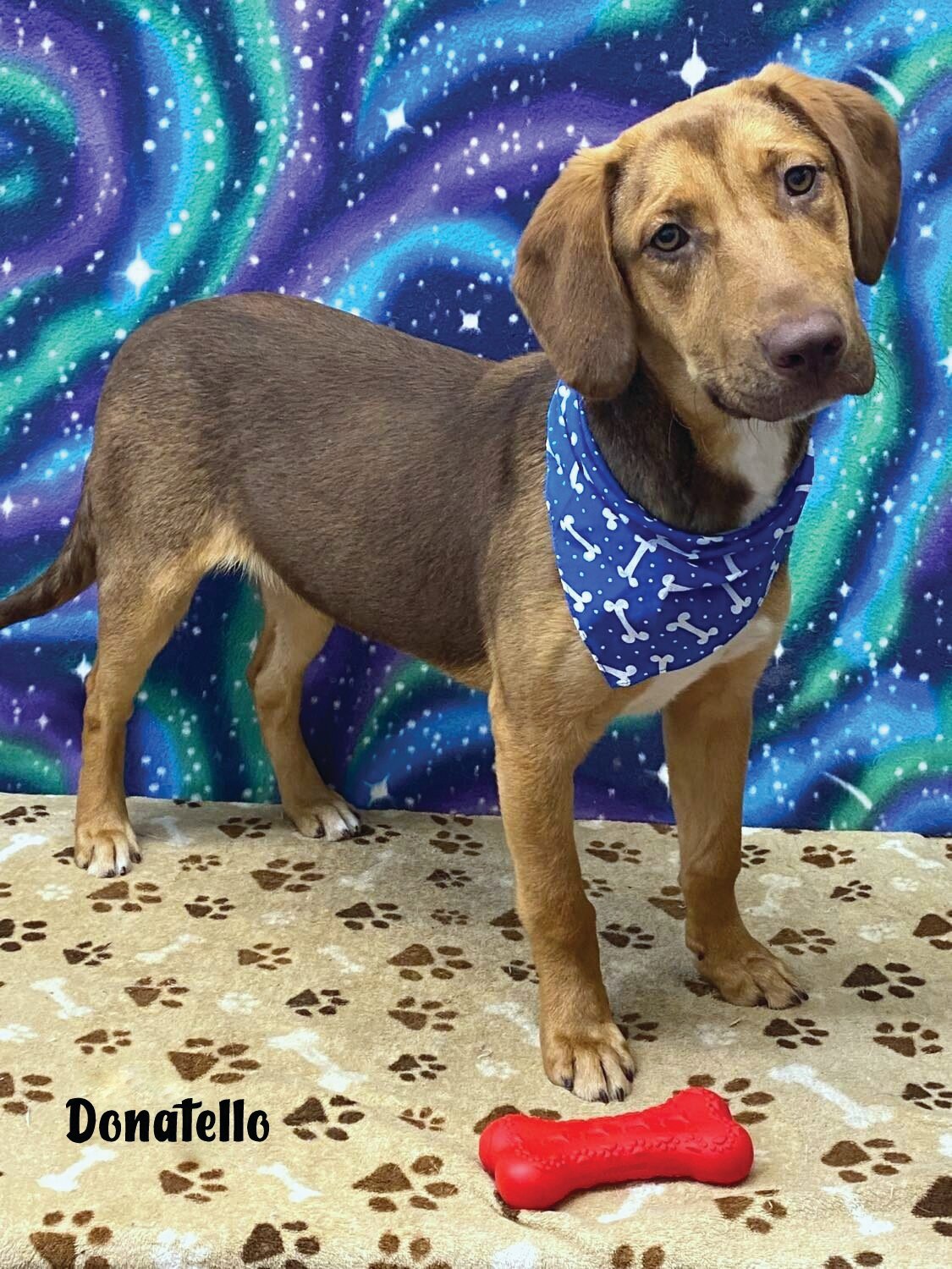 Sumter SPCA's Donatello is adorable and would be great for a family ...
