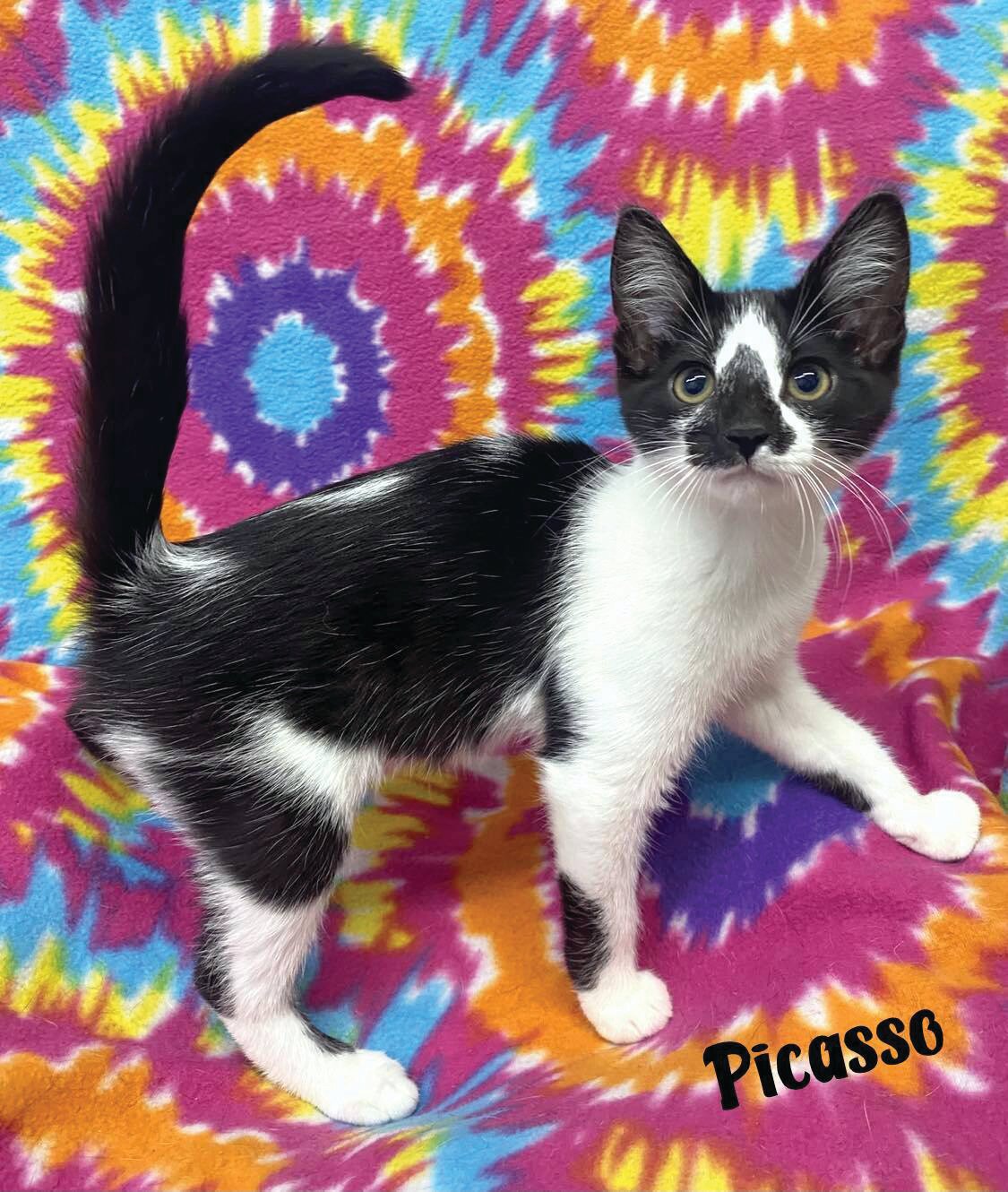 Sumter SPCA's Picasso is an adorable kitten with a big personality ...