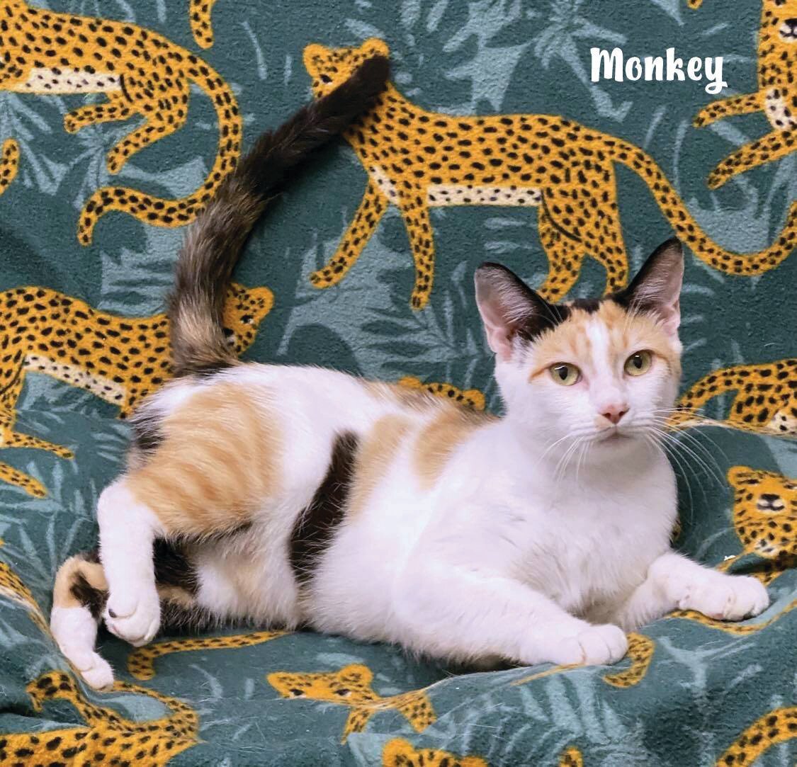 Sumter SPCA's Monkey earned her name by being silly and playful - The ...