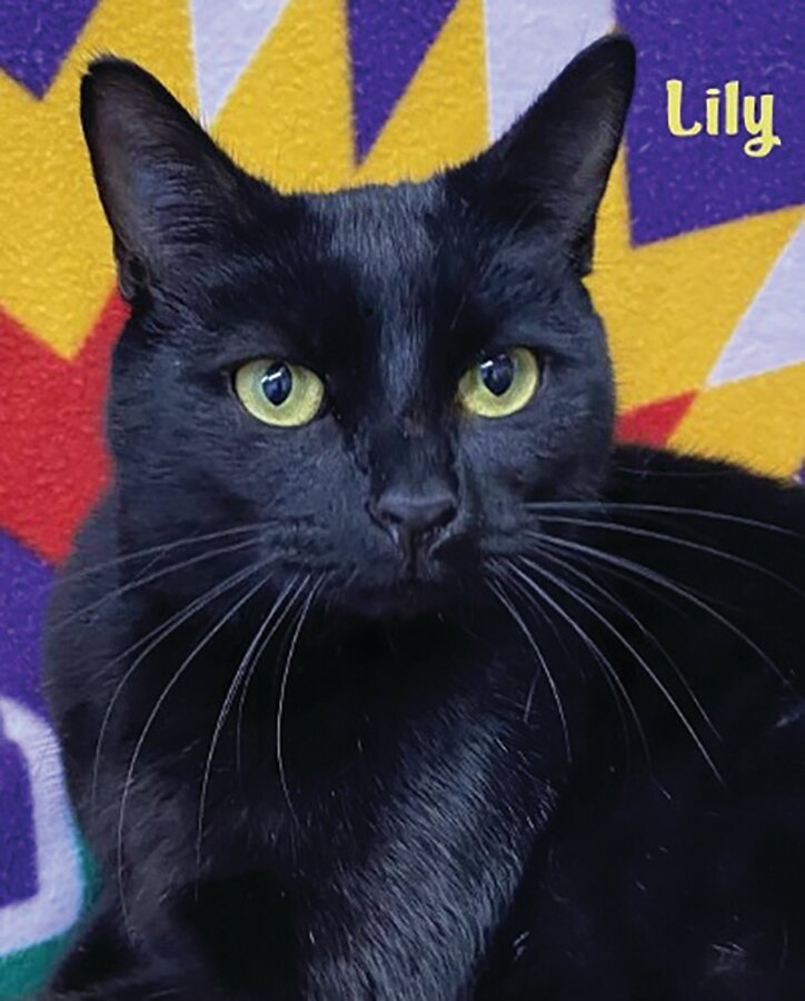Sumter SPCA's friendly Lily is ready for her forever family to take her ...