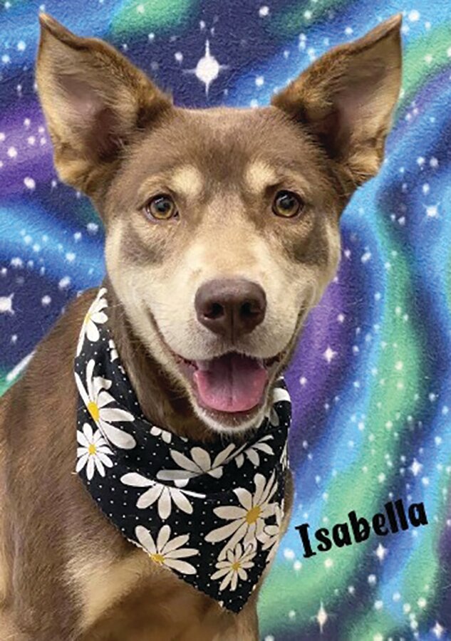 Sumter SPCA's Isabella loves kisses and cuddles - The Sumter Item