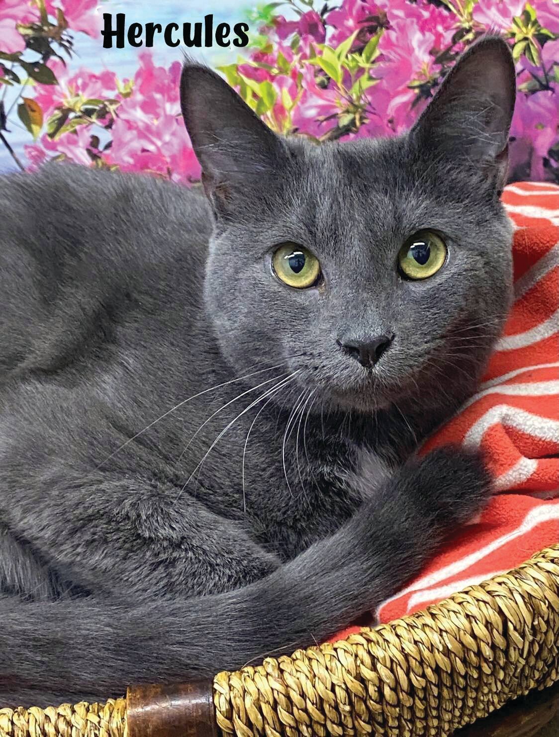 Sumter SPCA's Hercules has a super friendly personality - The Sumter Item