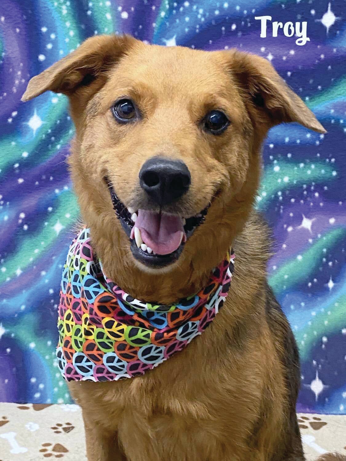 Sumter SPCA's Troy loves to run and play, and he is very smart - The ...