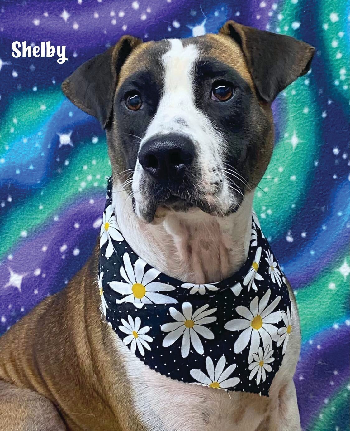 Sumter SPCA's Shelby is an adorable and loving girl - The Sumter Item