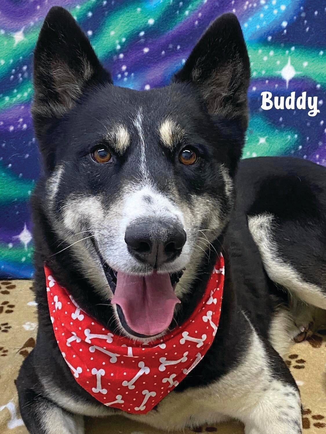 Sumter SPCA's Buddy is a playful boy with a loving personality - The ...