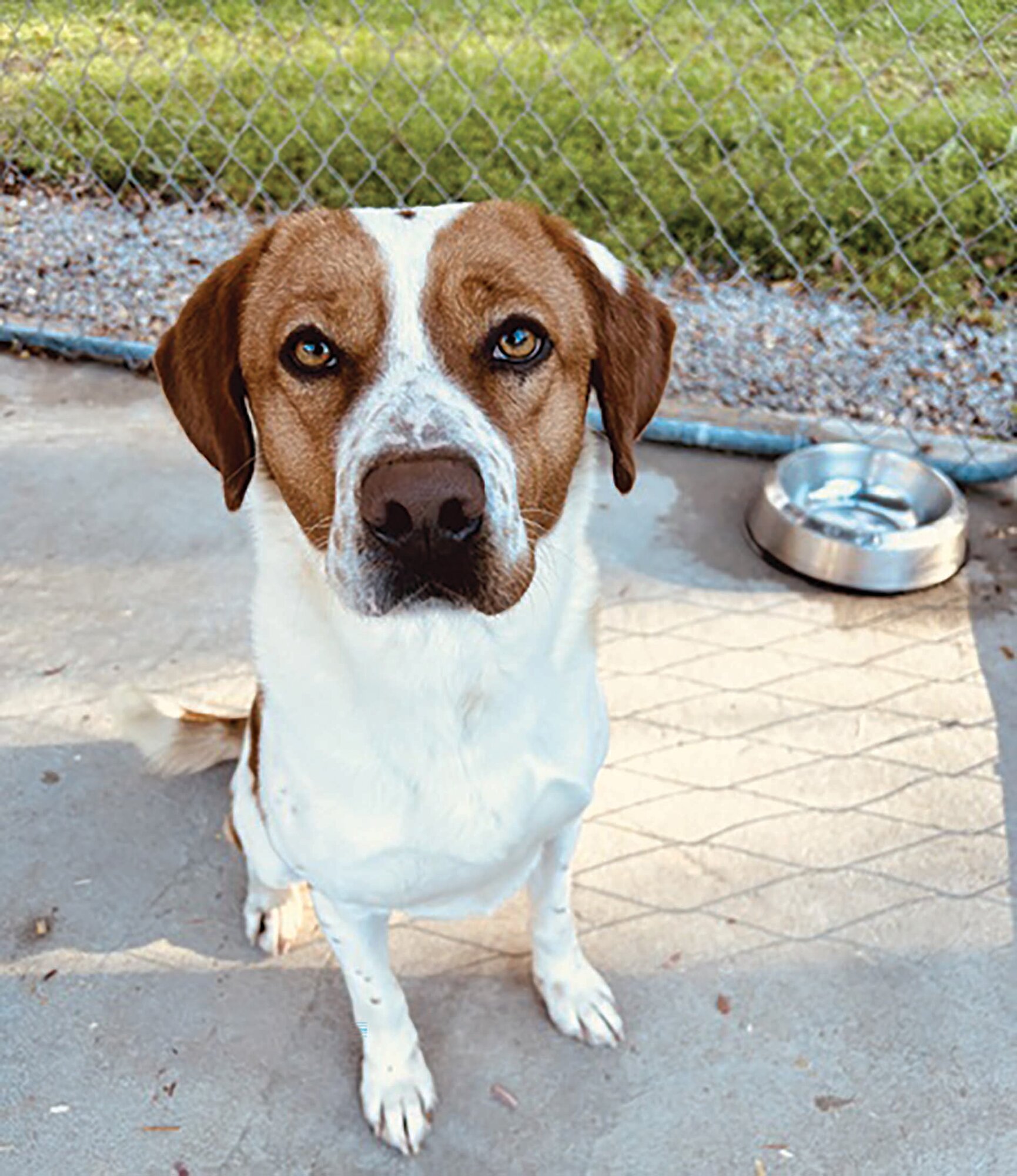 Wally the dog is one of the sweetest souls you could meet - The Sumter Item