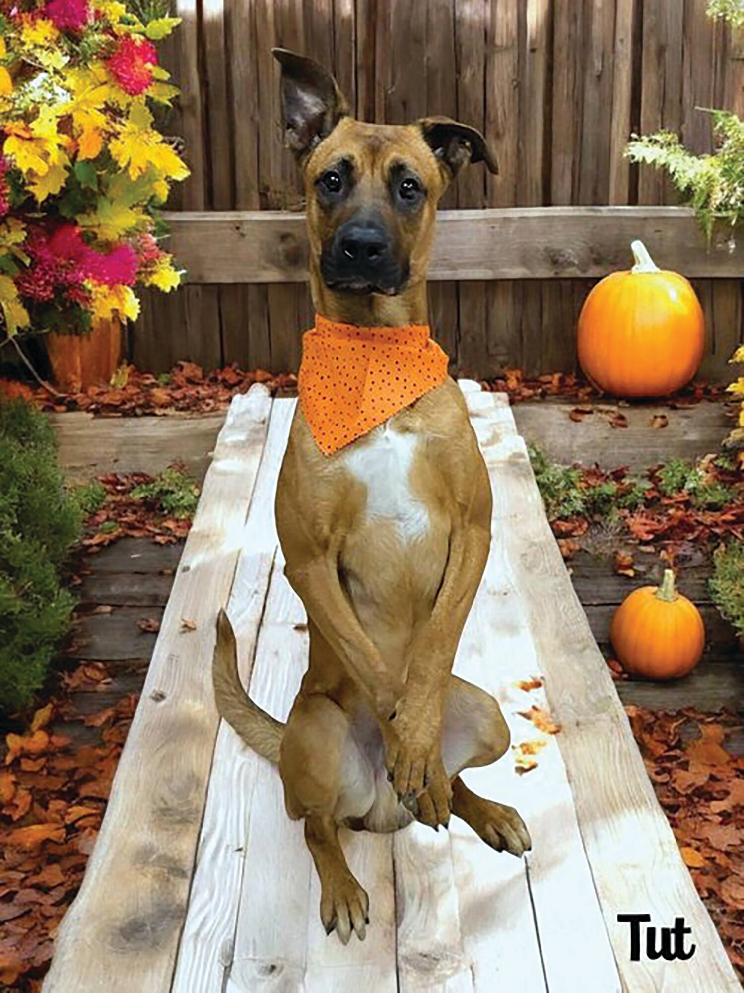 Tut is the real Scooby Doo with his fun, silly personality - The Sumter ...