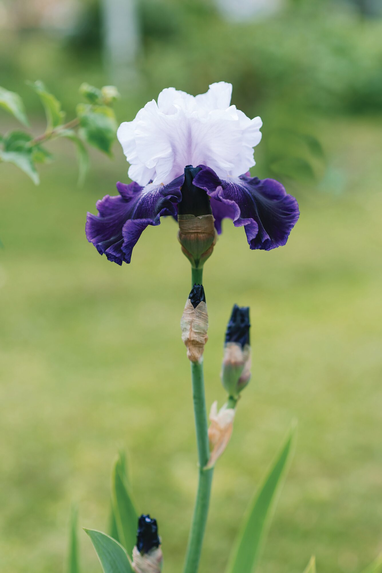 2025 IRIS FESTIVAL SCHEDULE - The Sumter Item