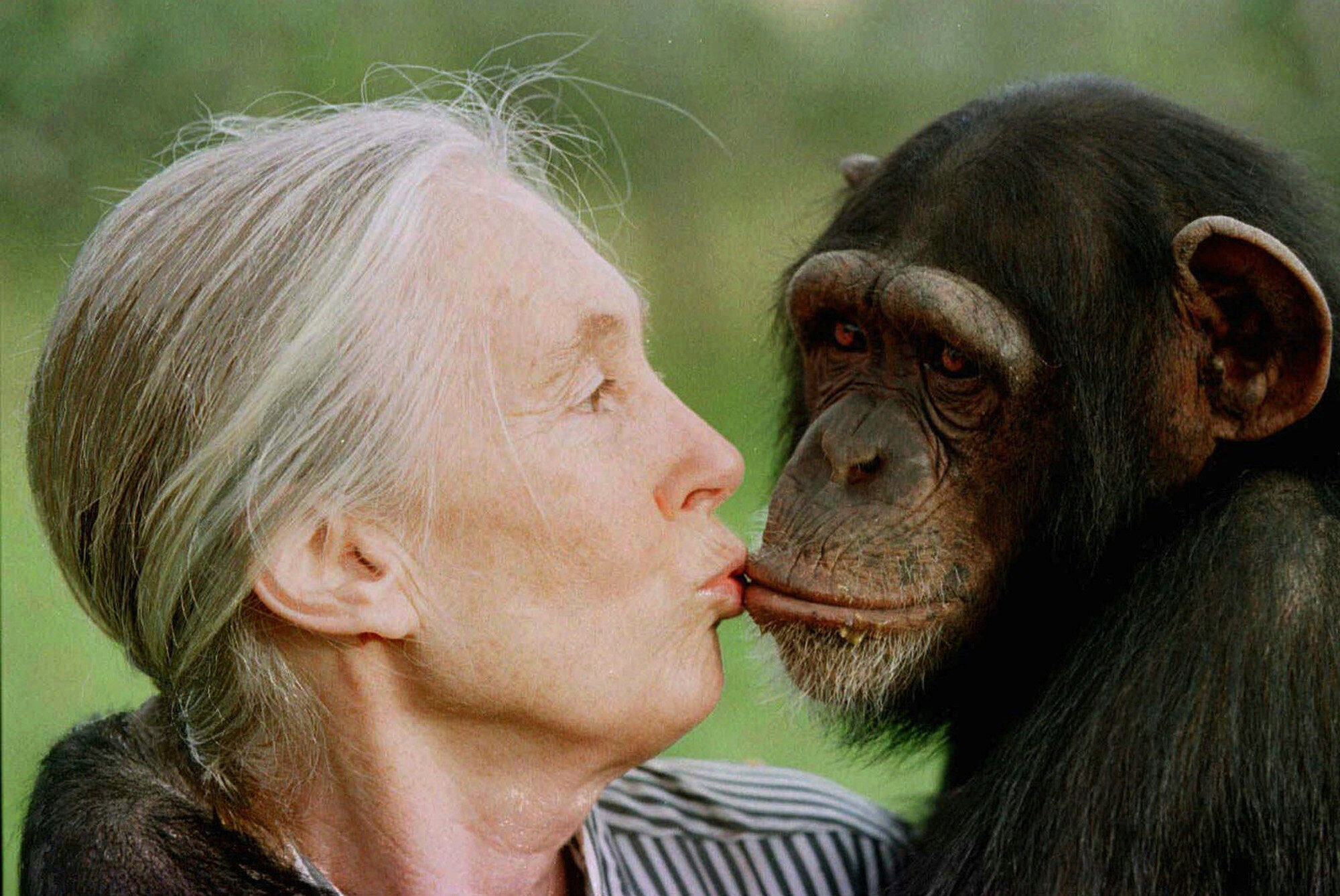 Jane Goodall, the celebrated primatologist and conservationist, has ...