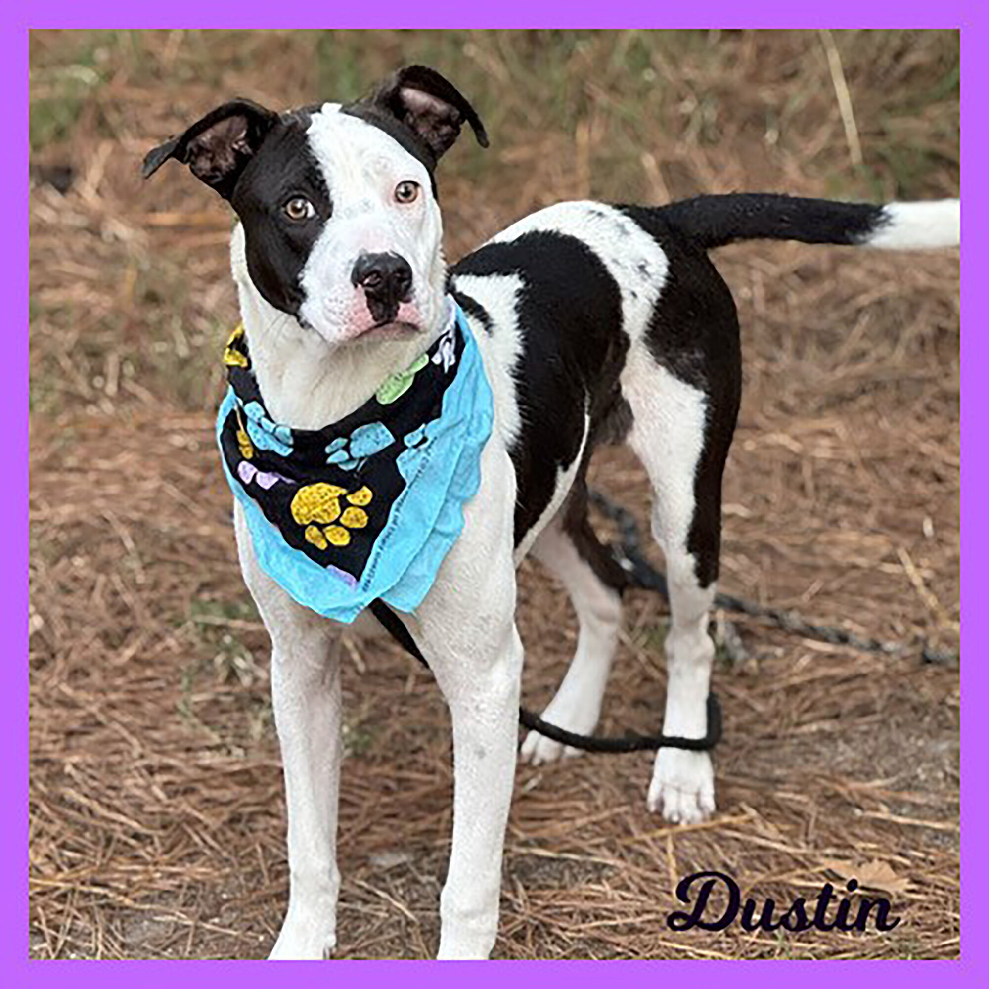Dustin is fun and spunky, soaks up any attention - The Sumter Item