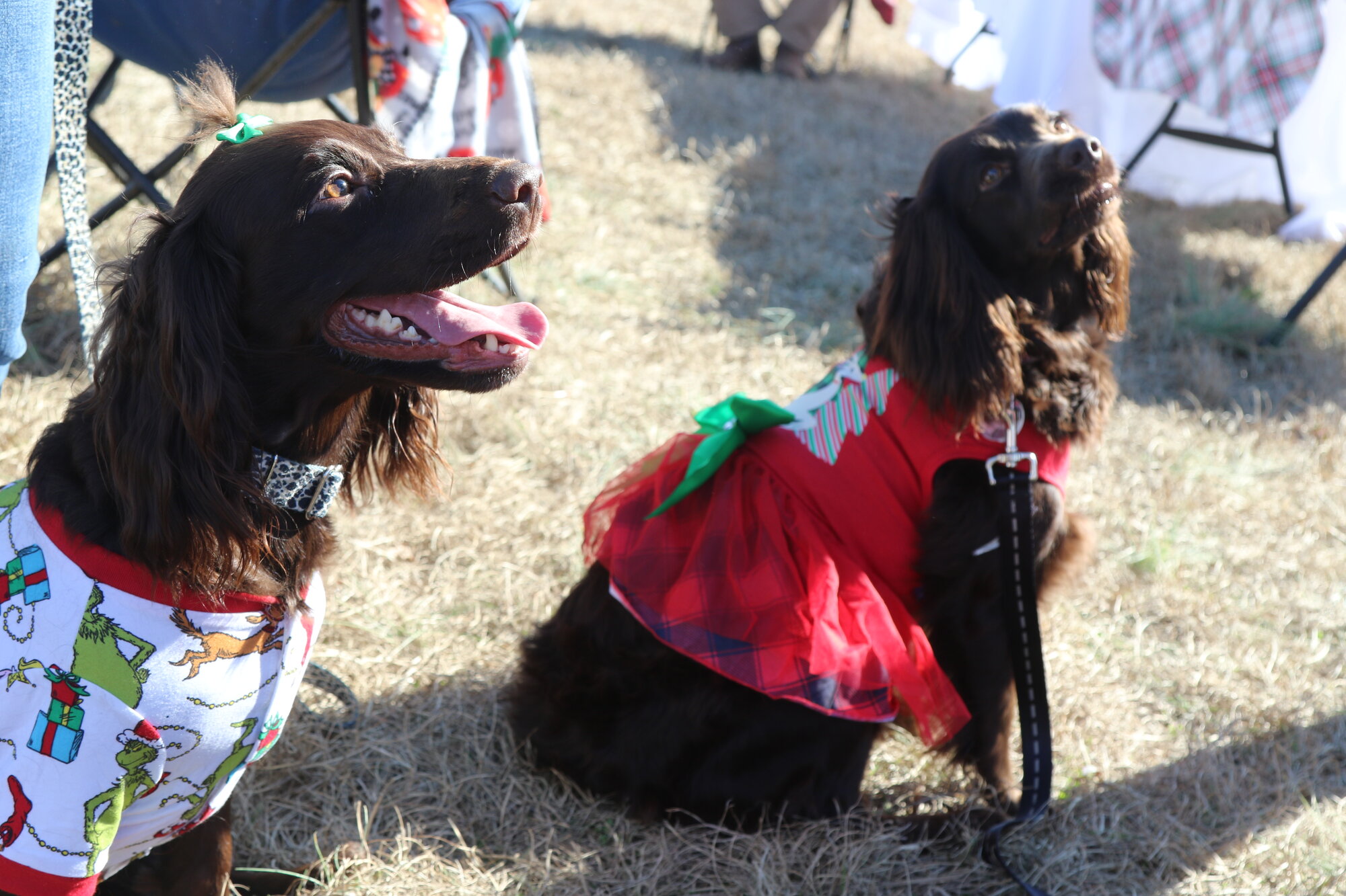 Boykin Christmas Parade 2025 full of 'redneck creativity' - The Sumter Item