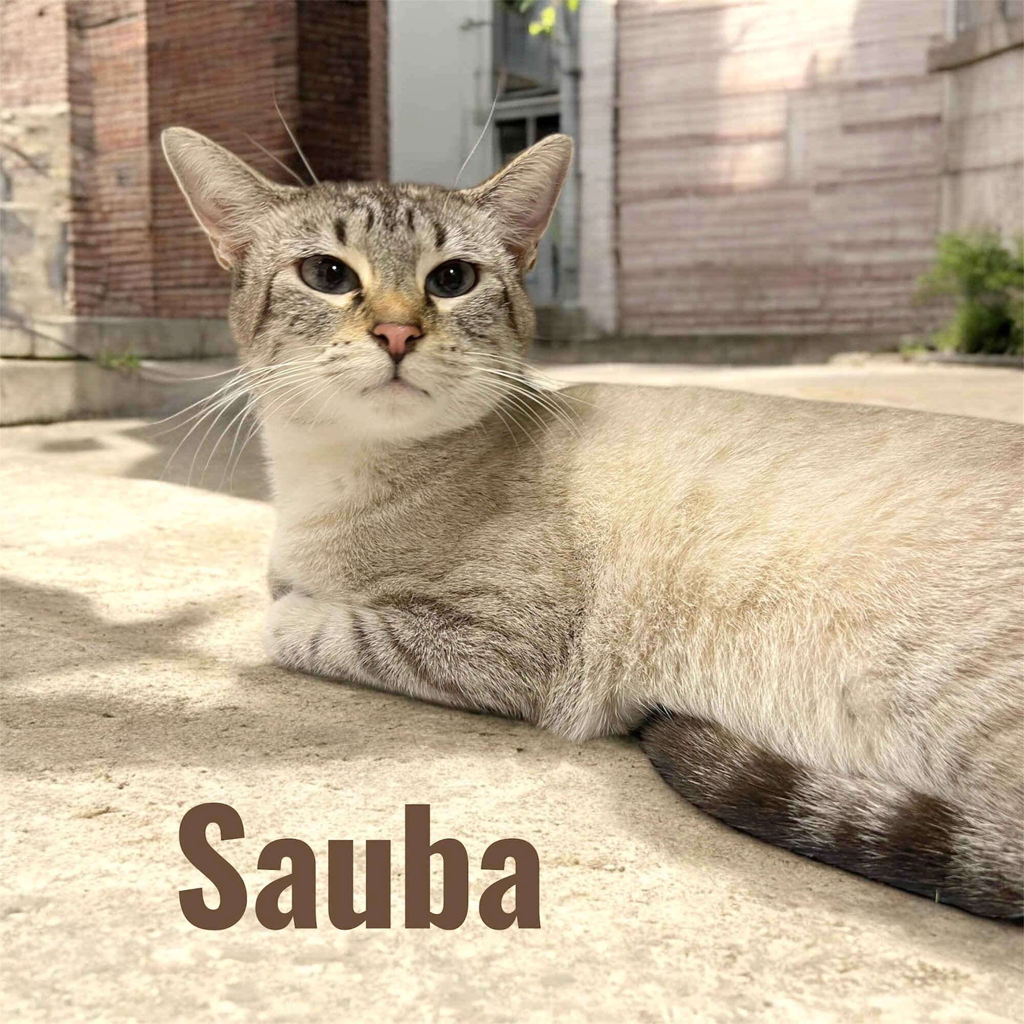 Sauba is a beautiful young cat available at Sumter SPCA - The Sumter Item