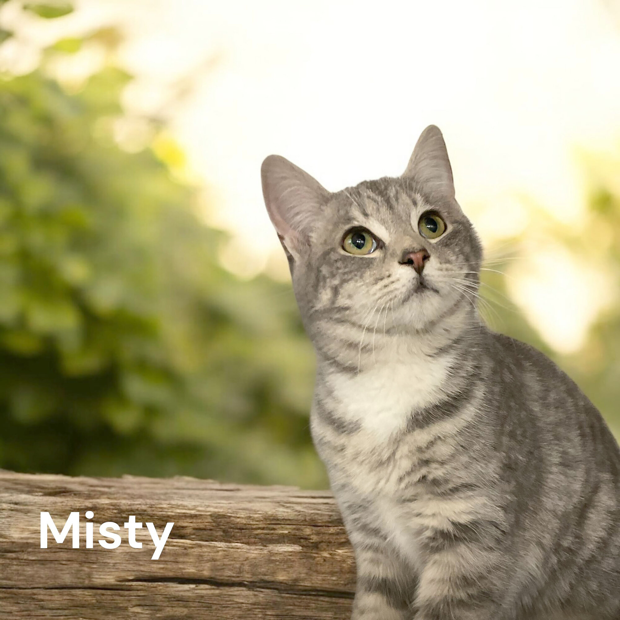 Misty is a gorgeous young cat available for adoption - The Sumter Item