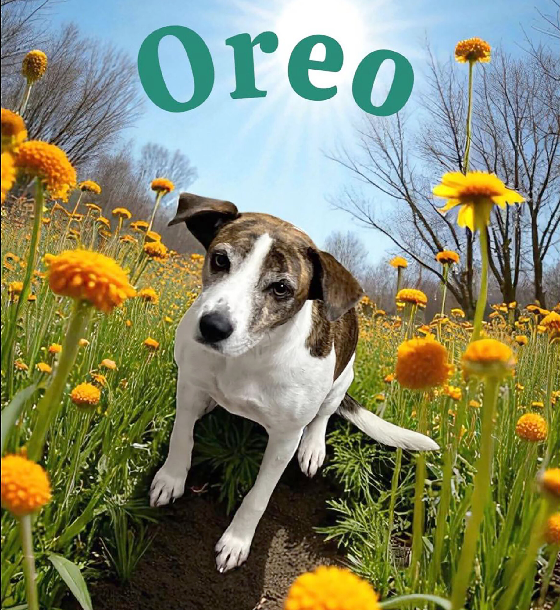Oreo the hound mix is friendly with everyone, ready to go home - The ...