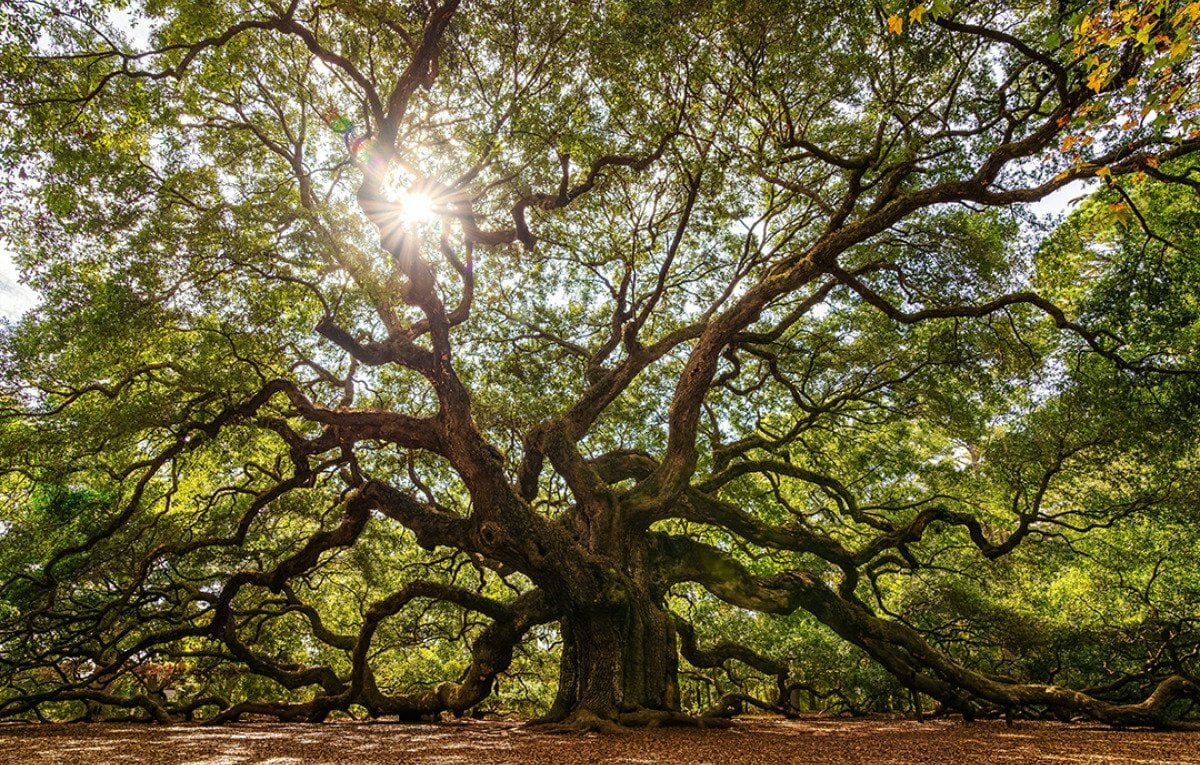 Witness trees: A living archive of Black memory - The Sumter Item