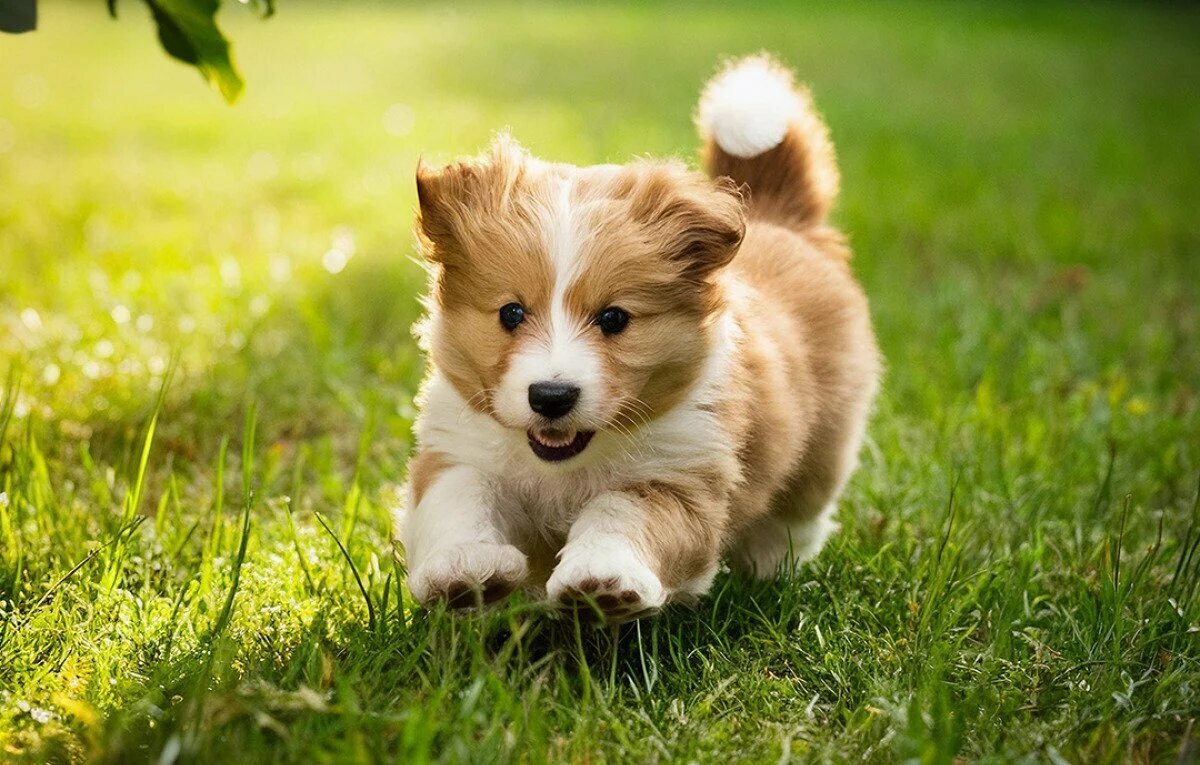 National Puppy Day is coming, but are you ready? Vet tips for getting a ...