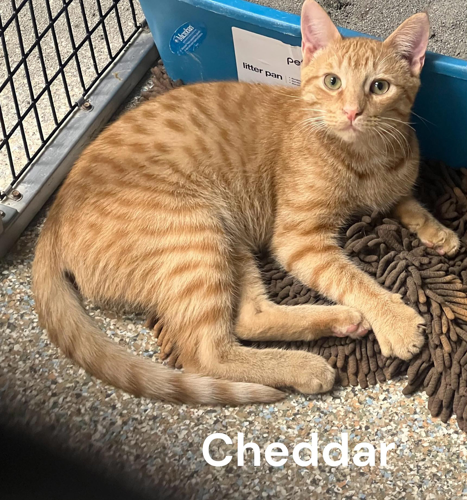 Cheddar the orange cat is 2 years old and ready for his own family ...