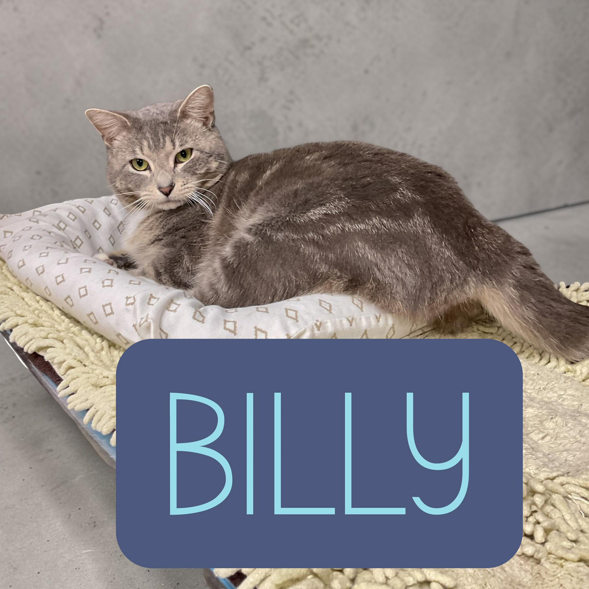 Billy is a handsome 2-year-old cat at Sumter SPCA - The Sumter Item