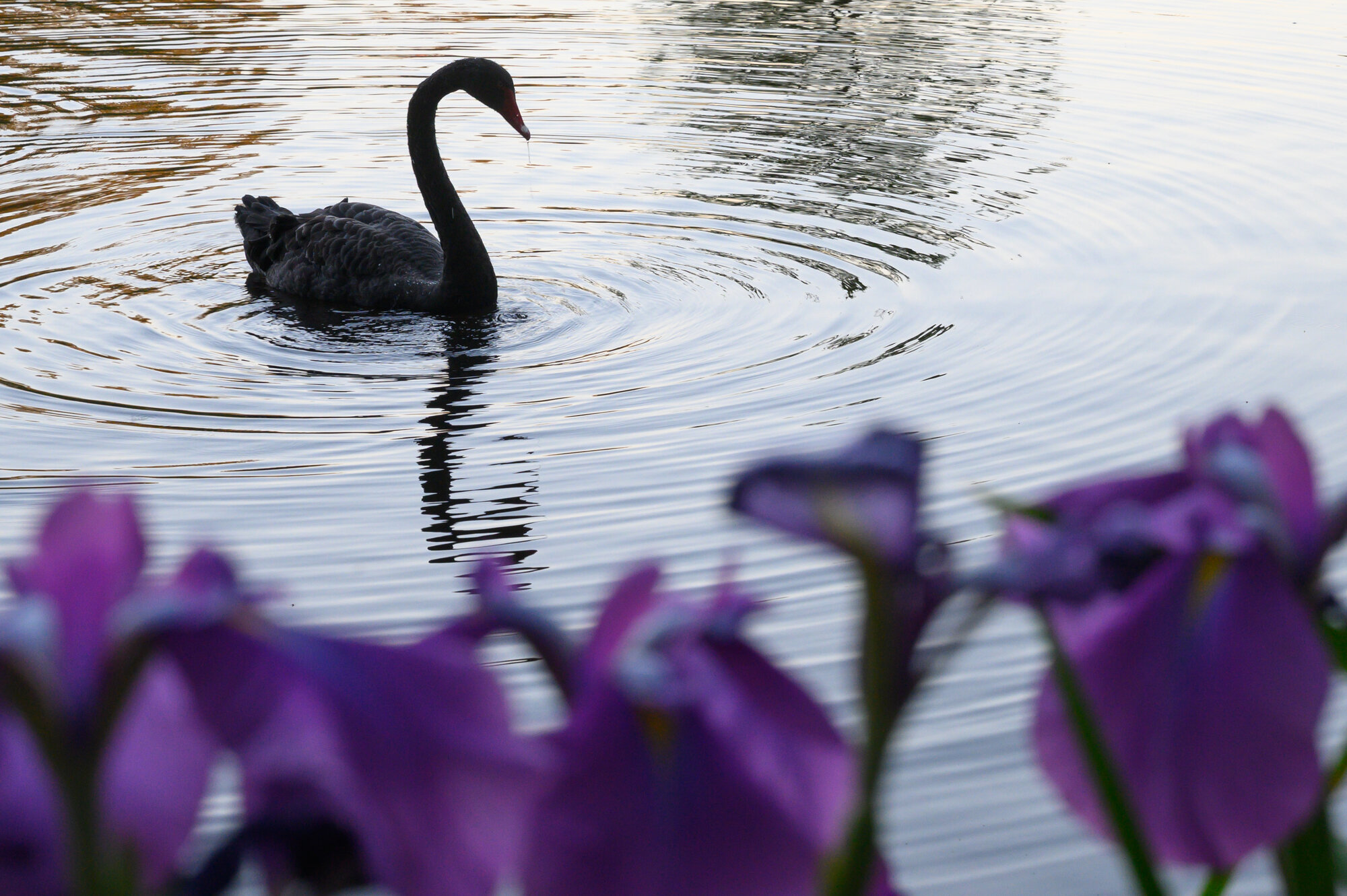 2026 IRIS FESTIVAL SCHEDULE: Red, White and Bloom! - The Sumter Item